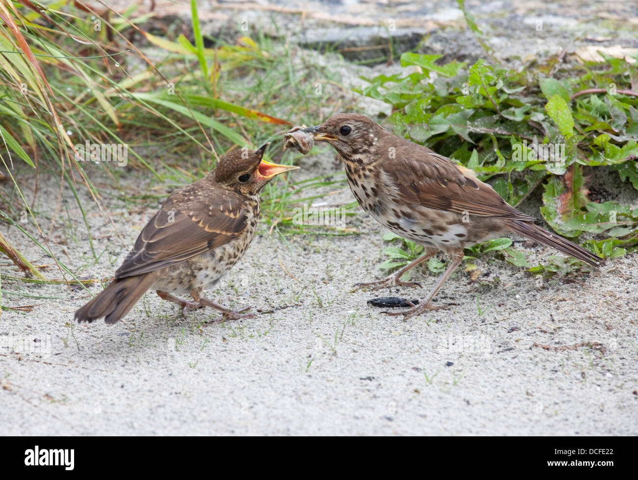 Thrush Chick, Island Of Iona, Scotland Stock Photo - Alamy