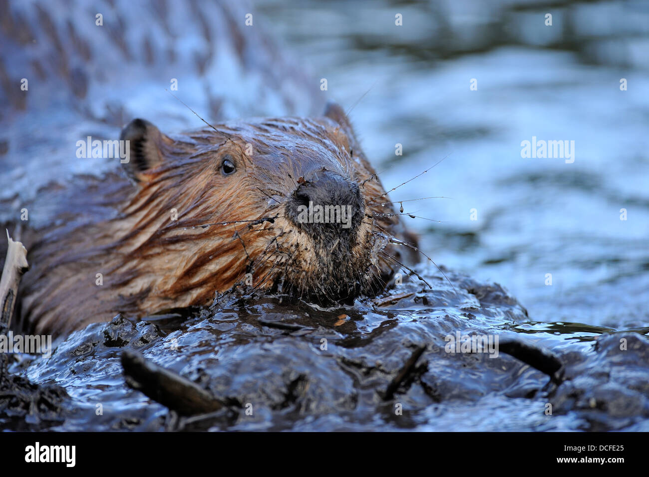 A close up image of a beaver's face as he pushes a load of wet mud into ...
