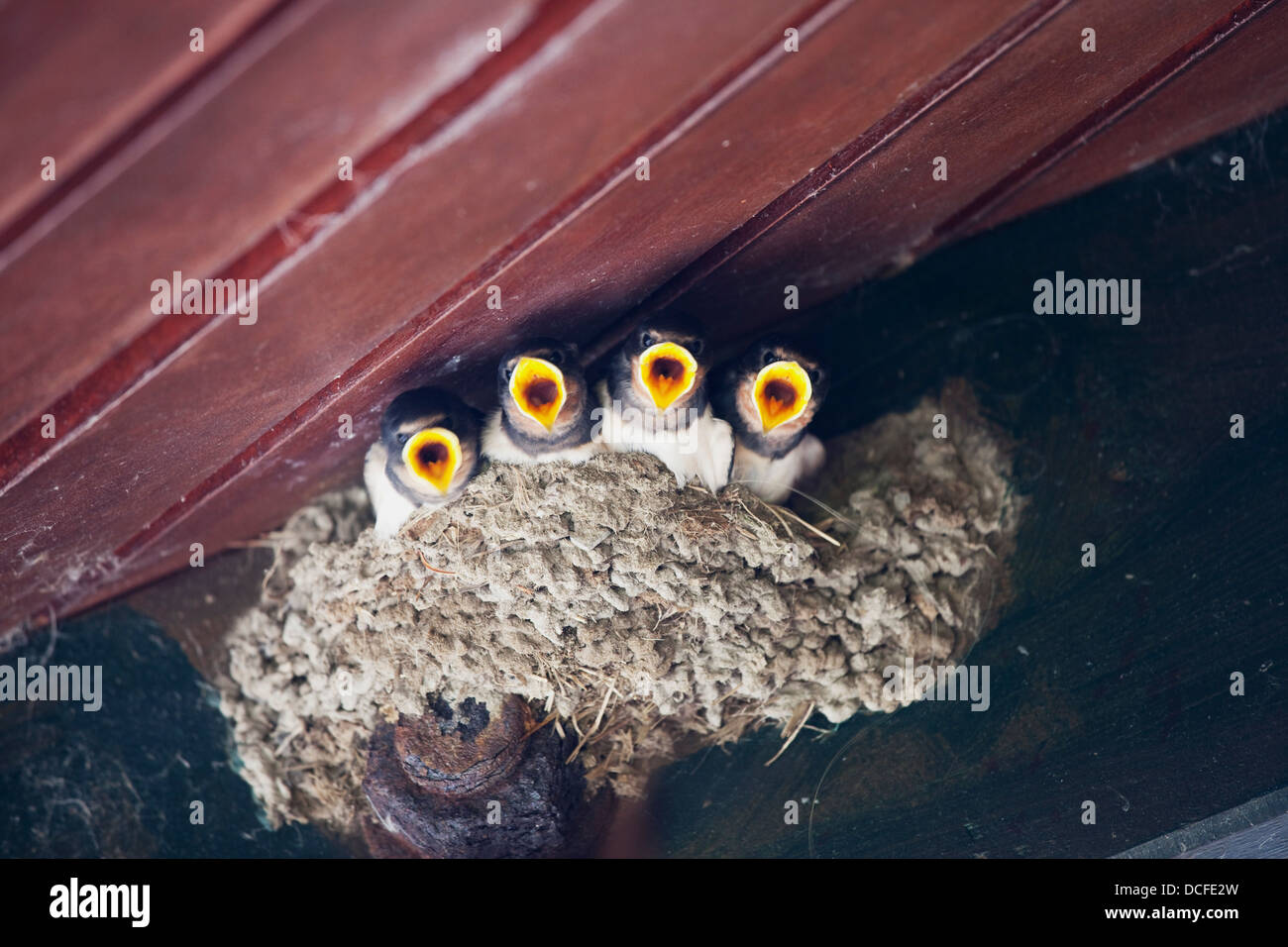 House Martin Chicks, Highland, Scotland Stock Photo - Alamy