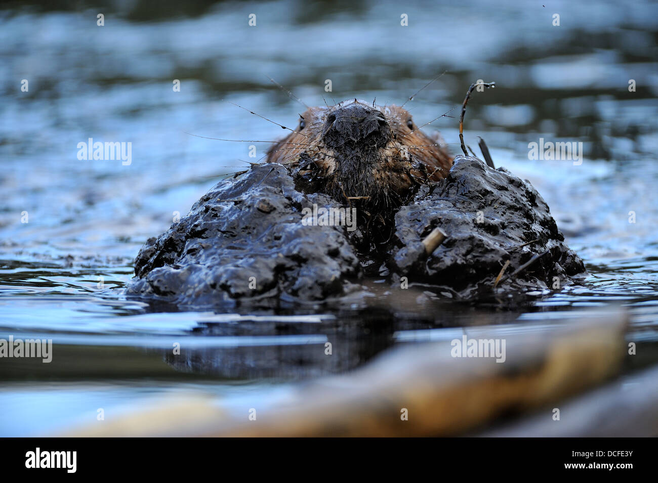 Big beaver dam hi-res stock photography and images - Alamy
