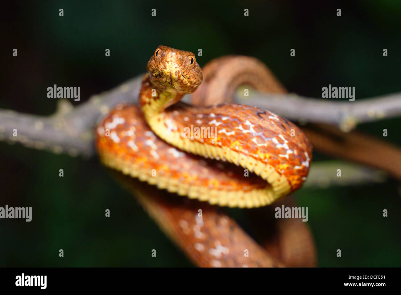 Common mock viper hi-res stock photography and images - Alamy