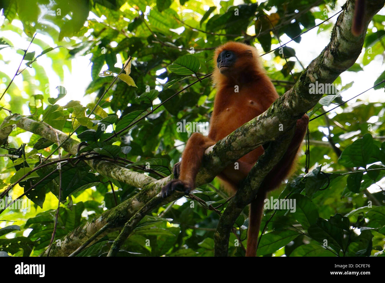 Presbytis rubicunda red leaf monkey Borneo Stock Photo - Alamy