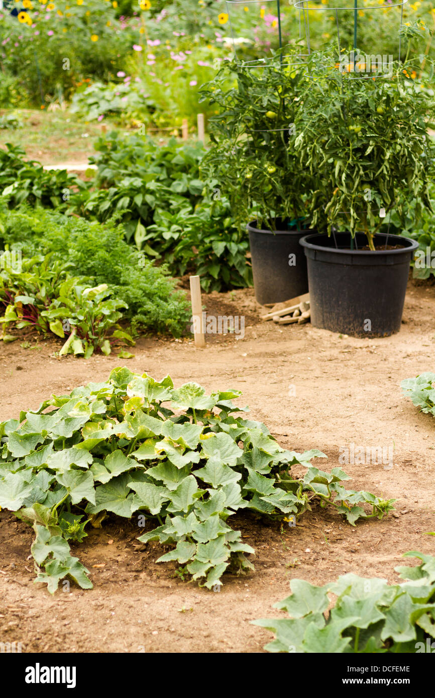 Growing squash in organic vegetable garden Stock Photo - Alamy