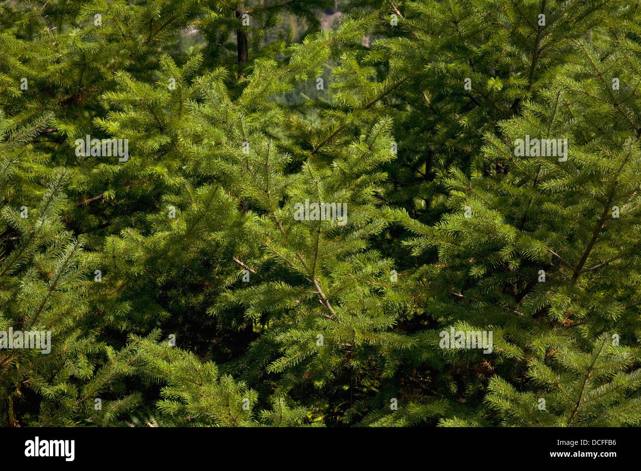 Tree branches spruce close hi-res stock photography and images - Alamy