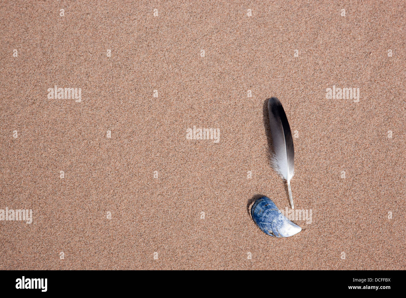 Feather And Shell On Beach, Isle Of Iona, Inner Hebrides, Scotland ...