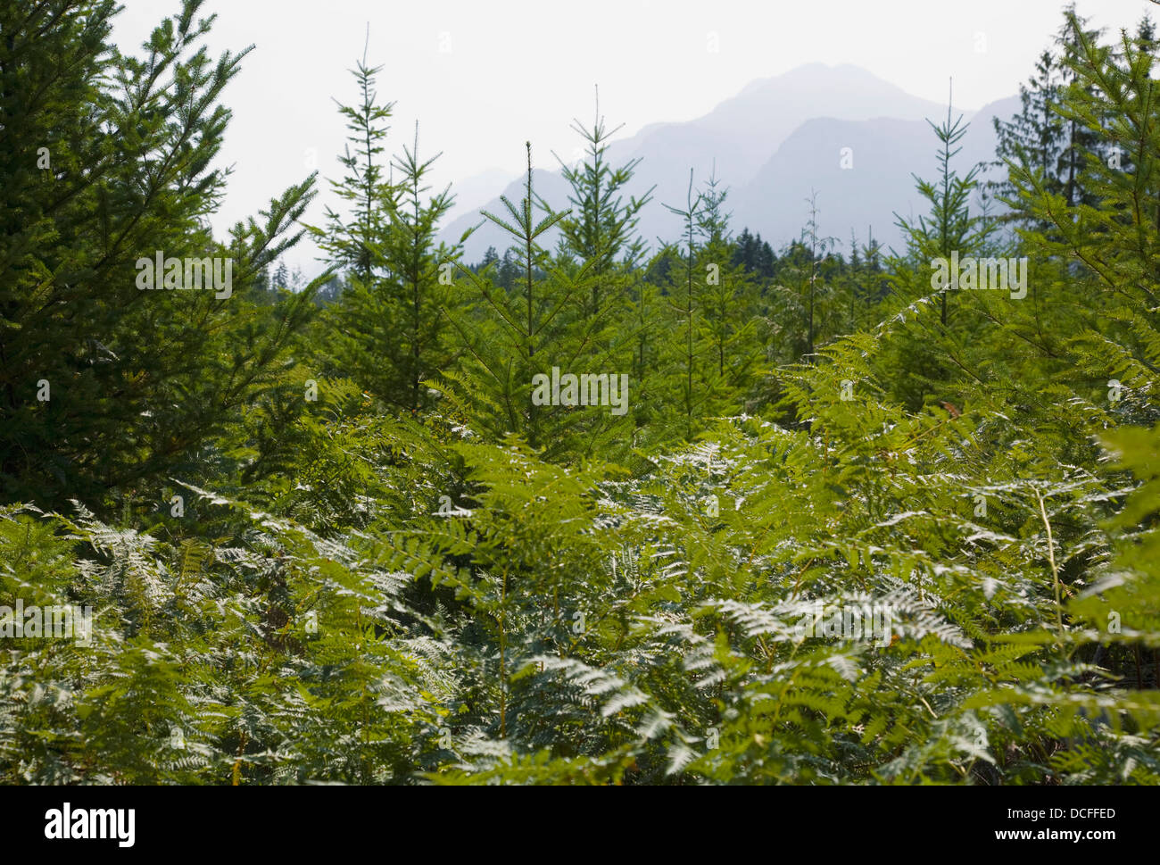 British columbia canada ferns hi-res stock photography and images - Alamy