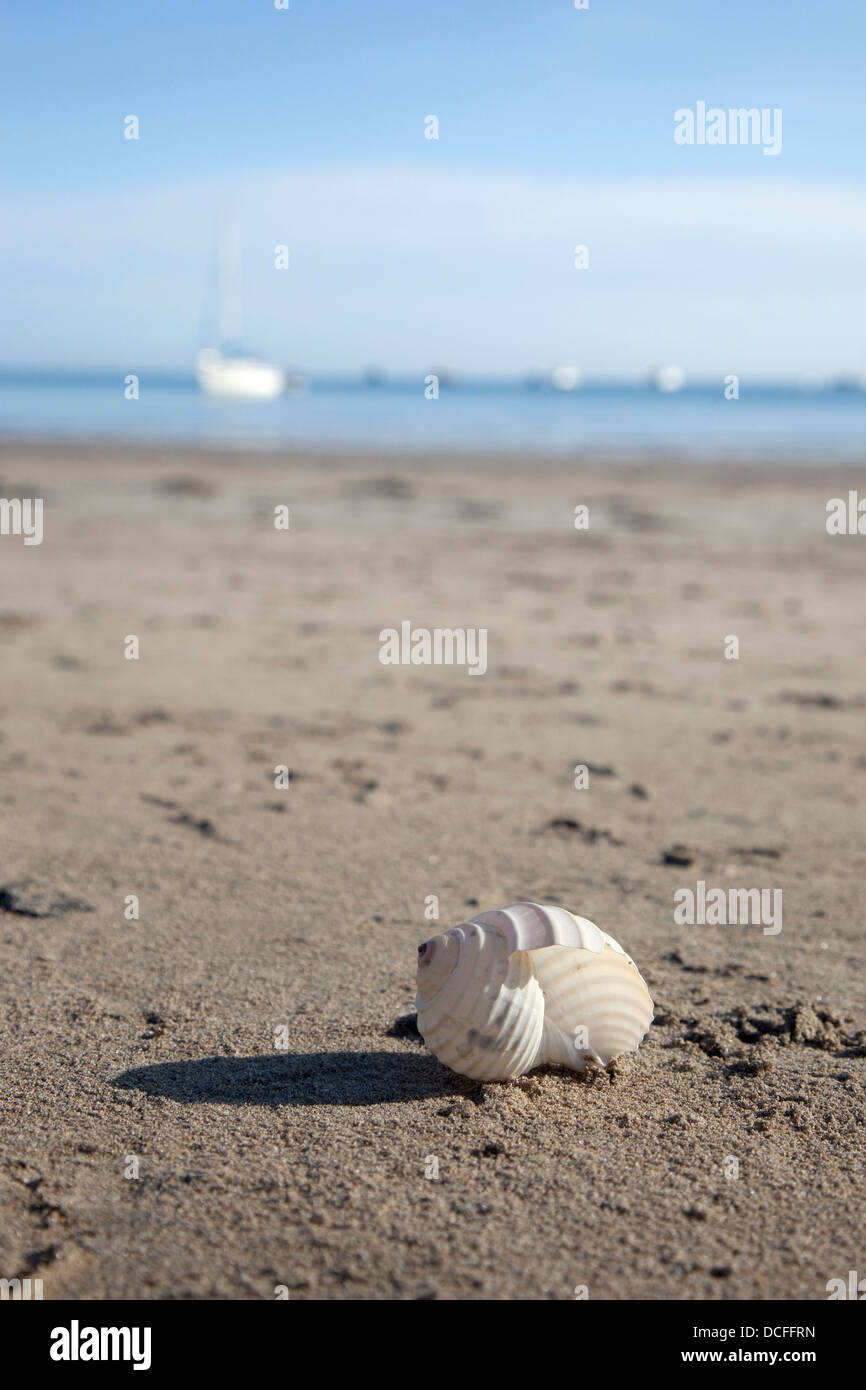 Sea Shell, Low Newton Beach, Northumberland, England Stock Photo - Alamy