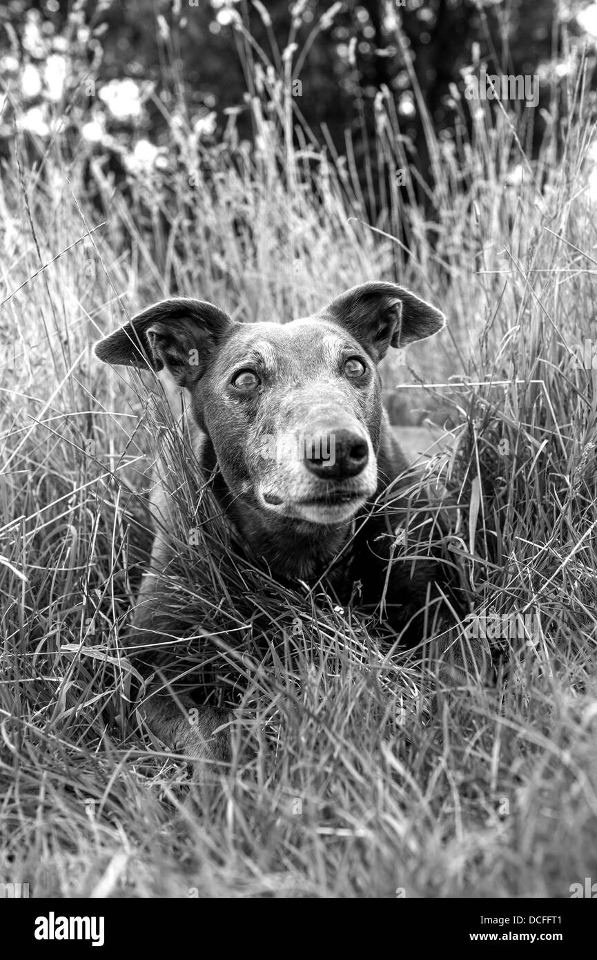 Black & white Greyhound portrait in long grass Stock Photo - Alamy