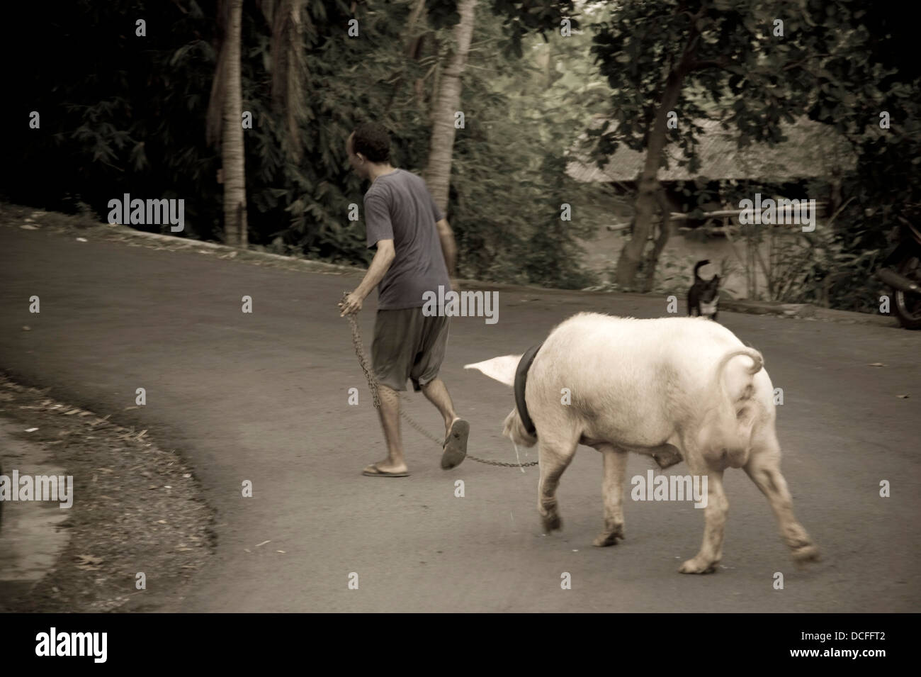 Man Walking With Large Pig Stock Photo - Alamy