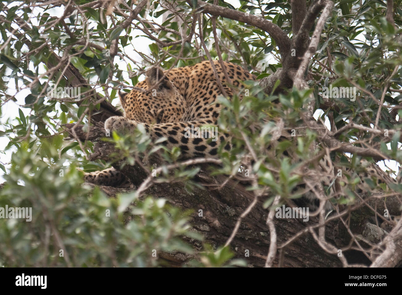 Leopard In A Tree Stock Photo - Alamy