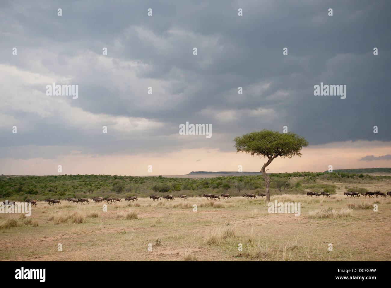 Acacia Tree, Kenya, Africa Stock Photo - Alamy