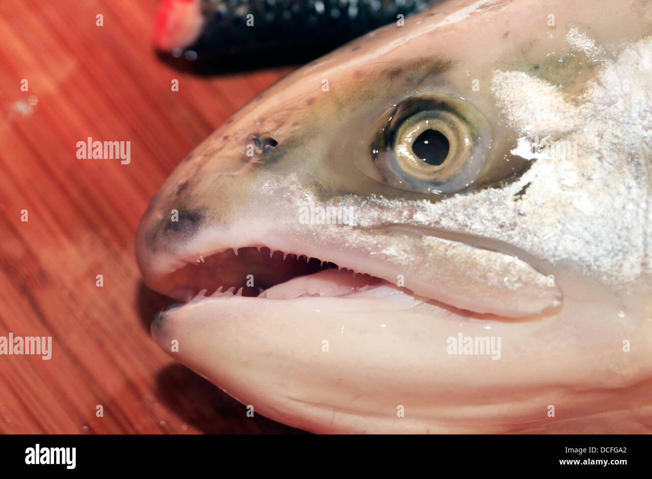 Head of a salmon Stock Photo - Alamy