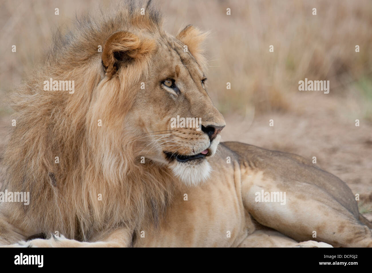 Large lion hi-res stock photography and images - Alamy