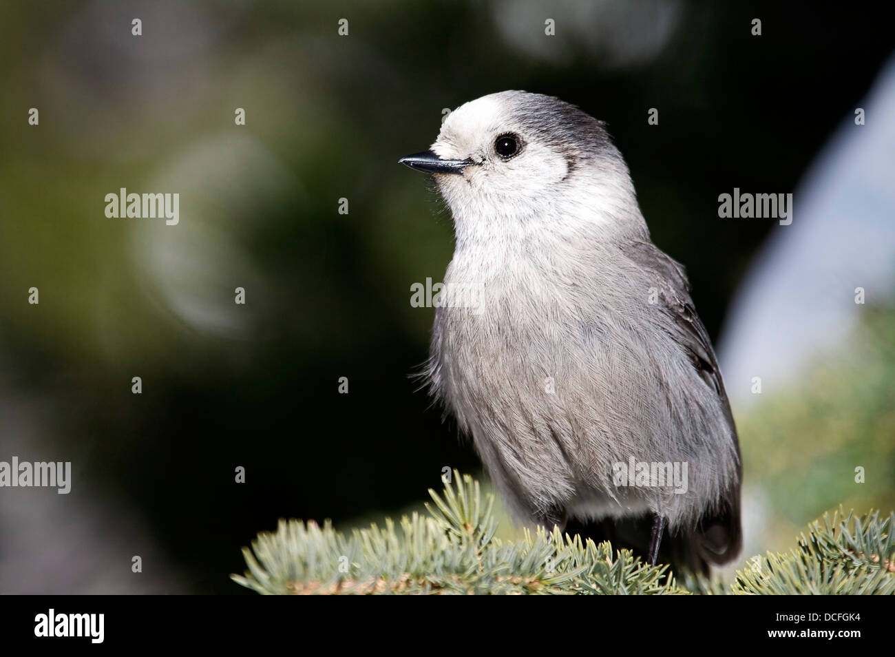 Whiskey jack birds hi-res stock photography and images - Alamy