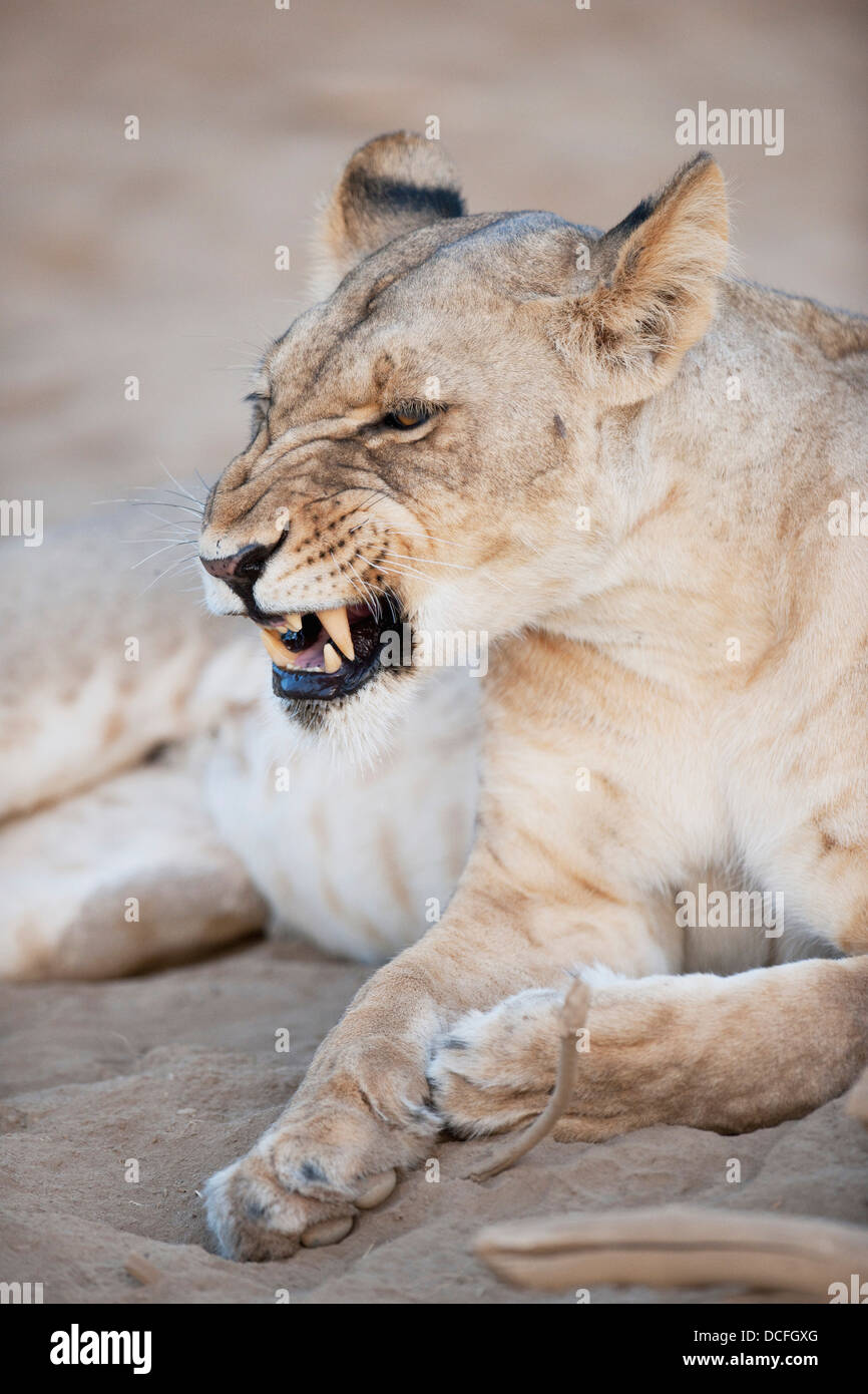 The lionness hi-res stock photography and images - Alamy