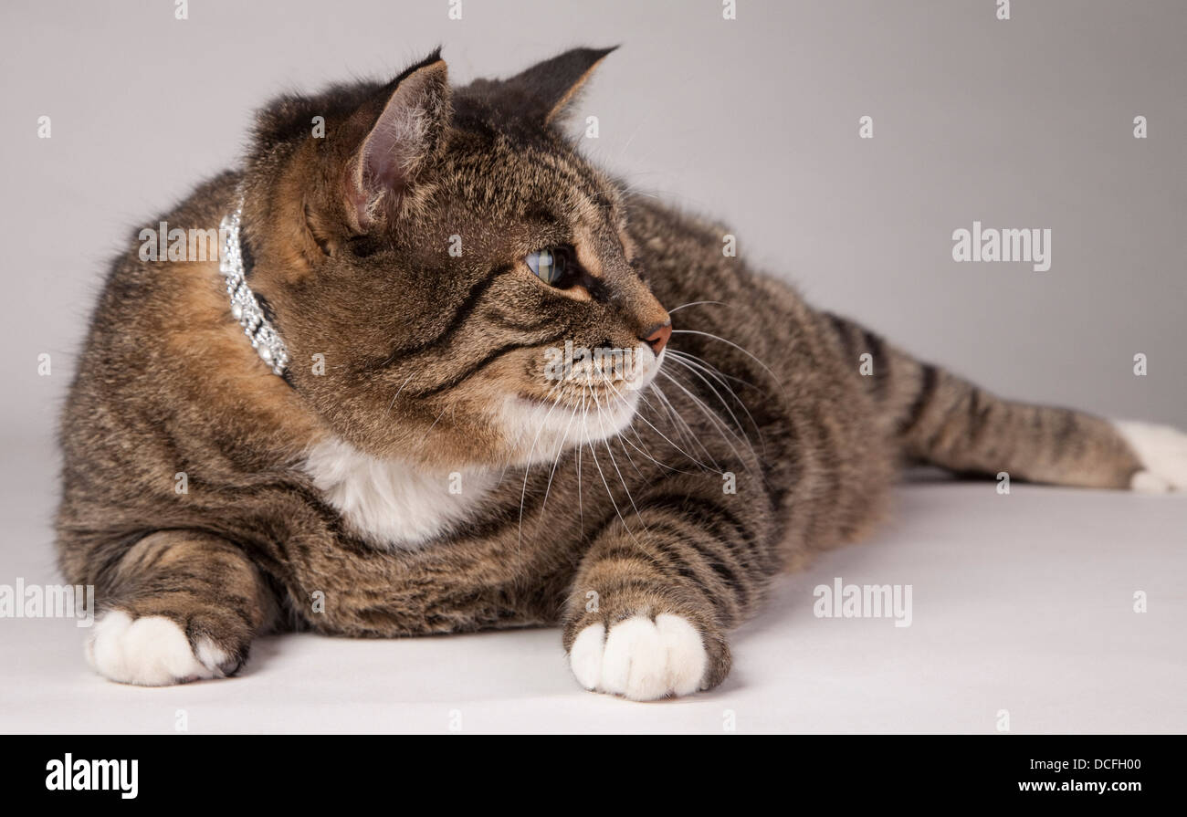 Portrait Of Adult Tabby Cat Stock Photo - Alamy