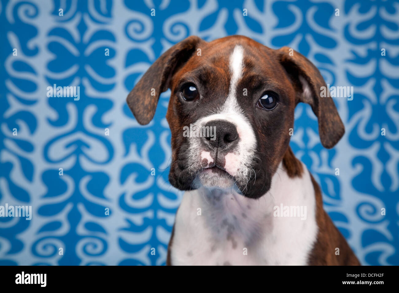 Blue Eyed Boxer Puppies