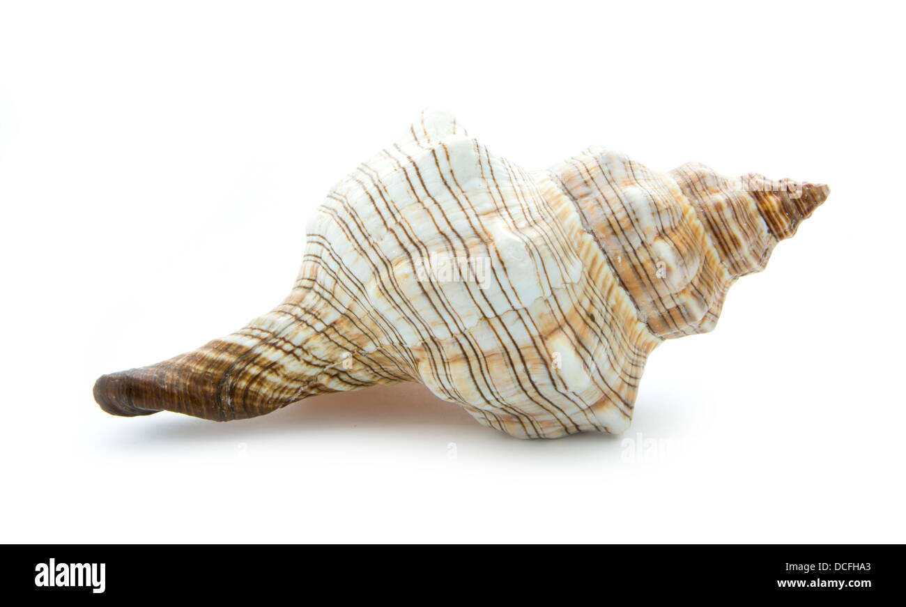 sea shell isolated on white background Stock Photo - Alamy