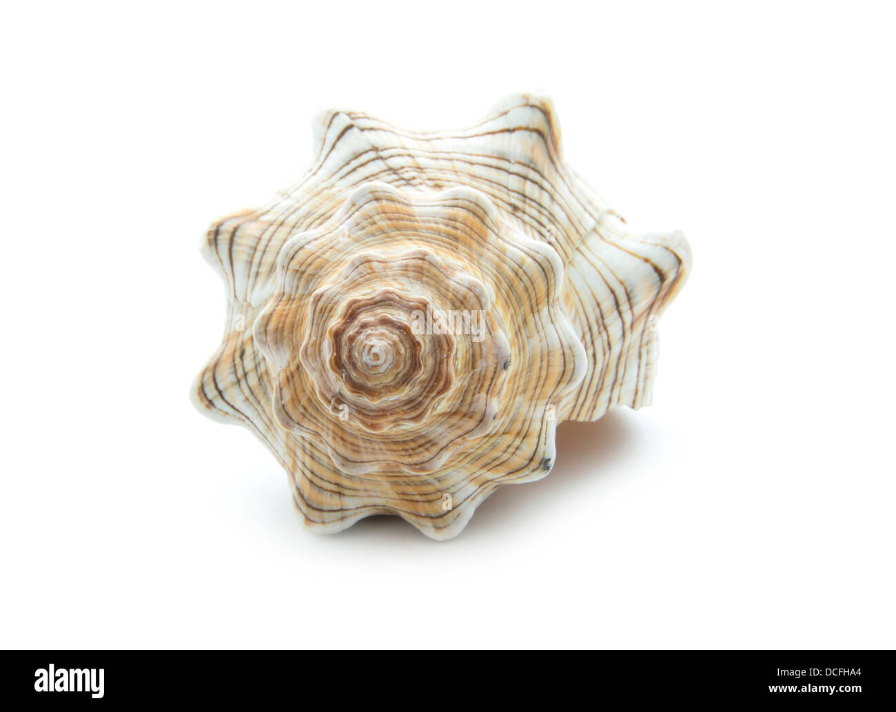 sea shell isolated on white background Stock Photo - Alamy