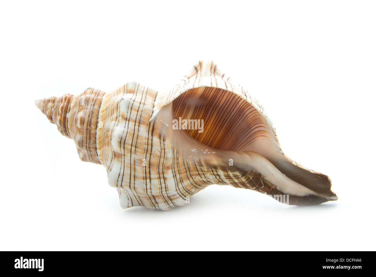 sea shell isolated on white background Stock Photo - Alamy
