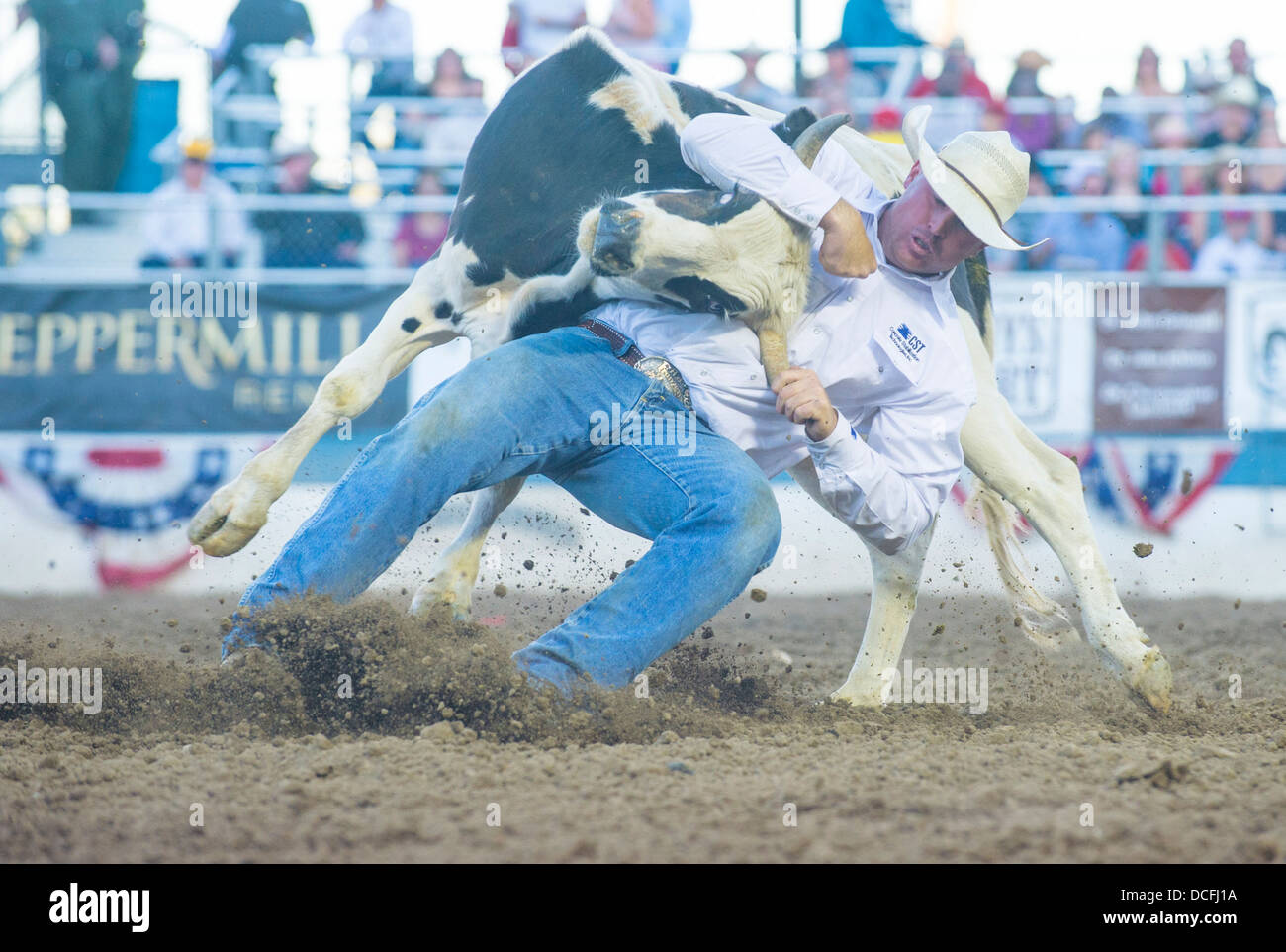 Cowboy Participant in a Steer wrestling Competition at the Reno Rodeo ...