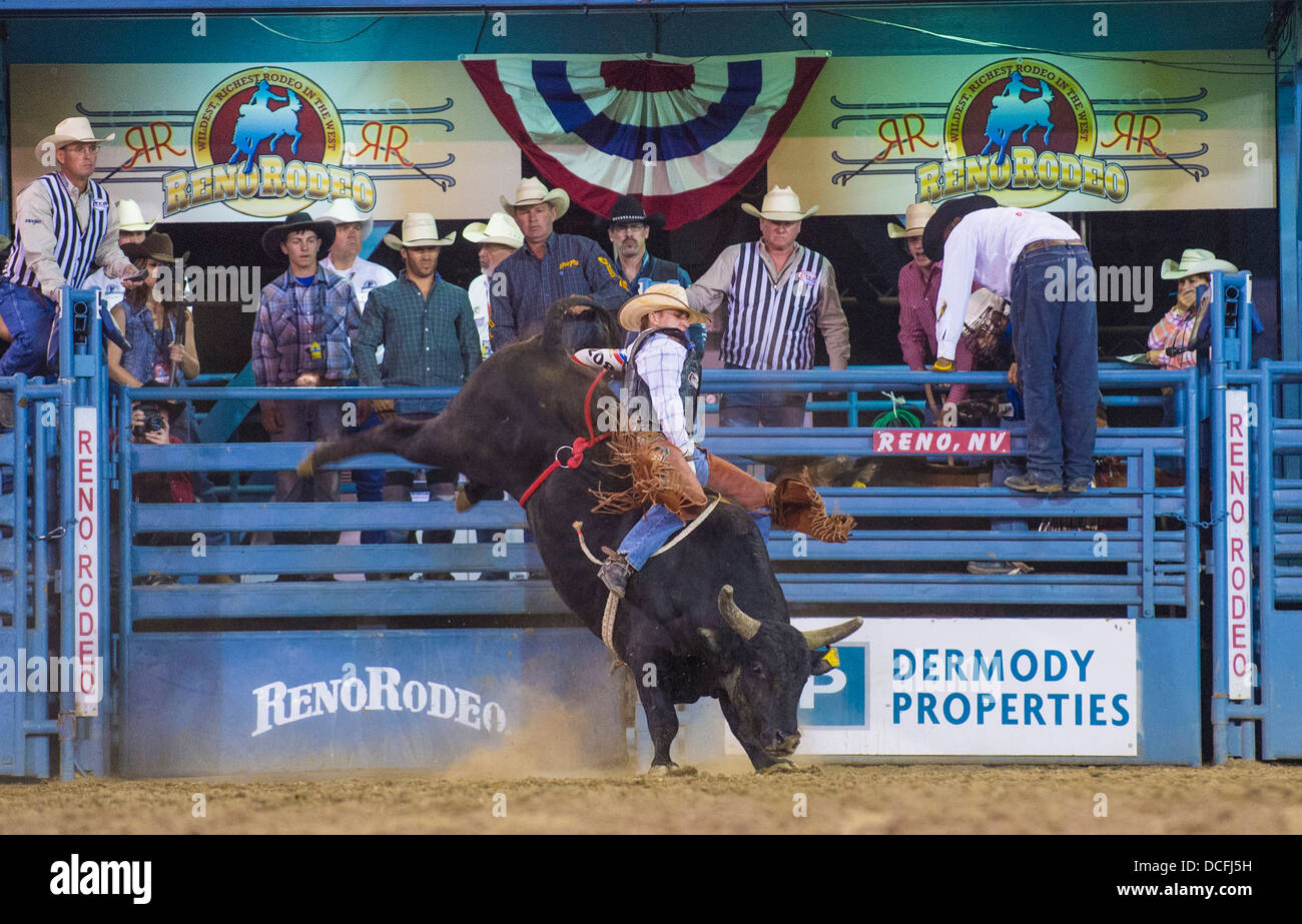 Cowboy Participant in a Bull riding Competition at the Reno Rodeo Stock ...