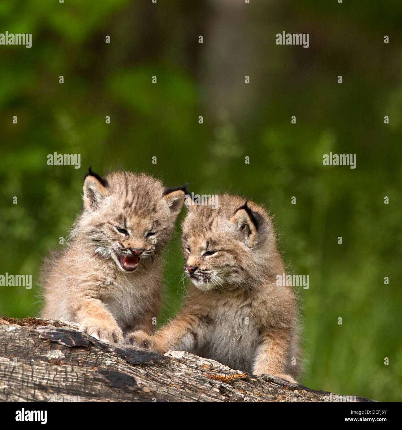 Two Canada Lynx (Lynx Canadensis) Kittens Playing On A Log; Canmore ...