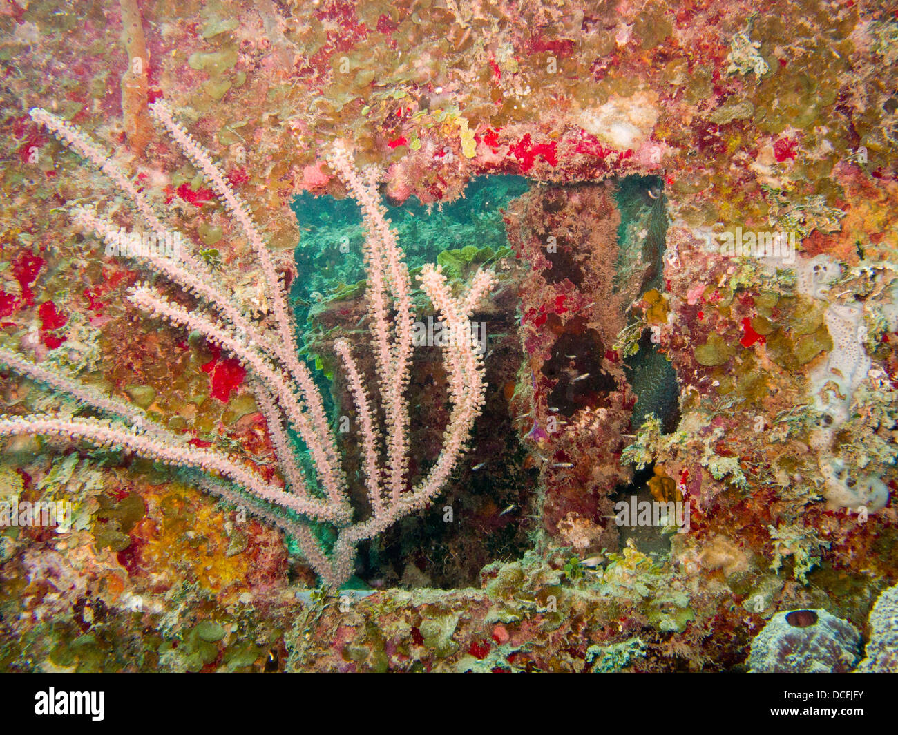 Sea Rod in a sponge encrusted window of the wreck of the Prince Albert ...