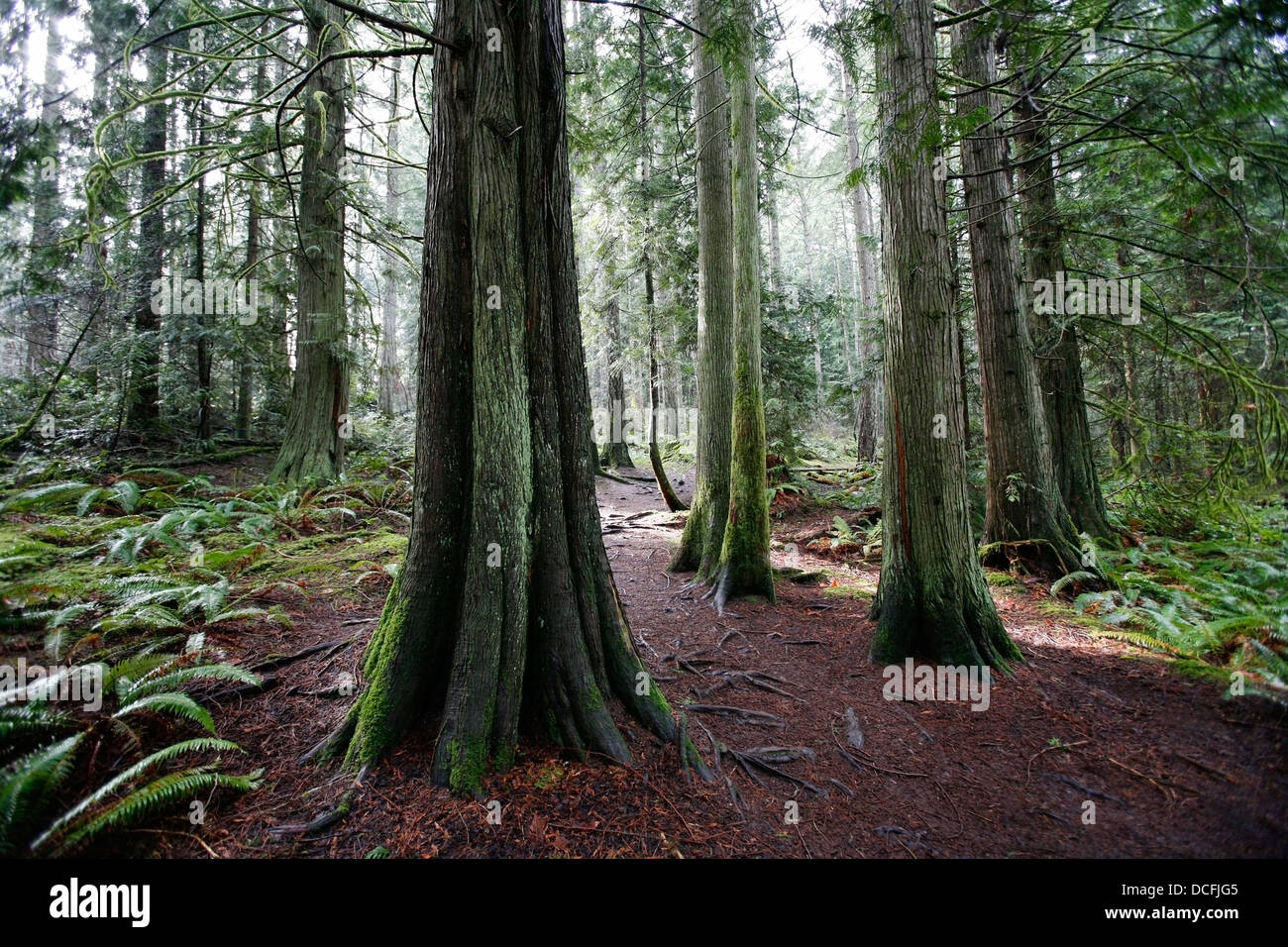 Vancouver Island, British Columbia, Canada; Old Growth Cedar Trees In A ...