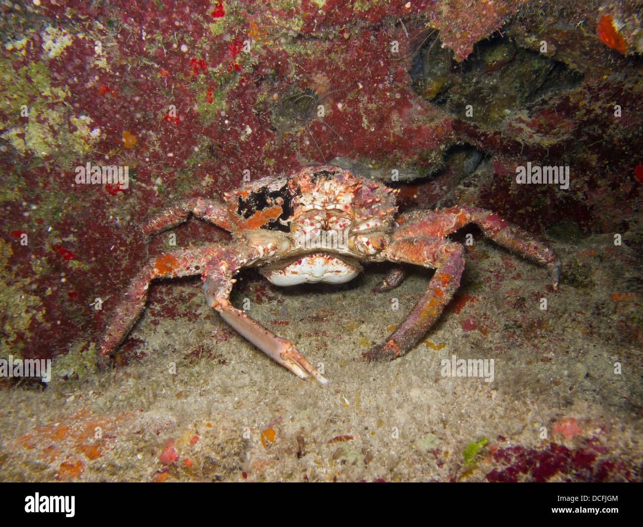 Mithrax spinosissimus hi-res stock photography and images - Alamy