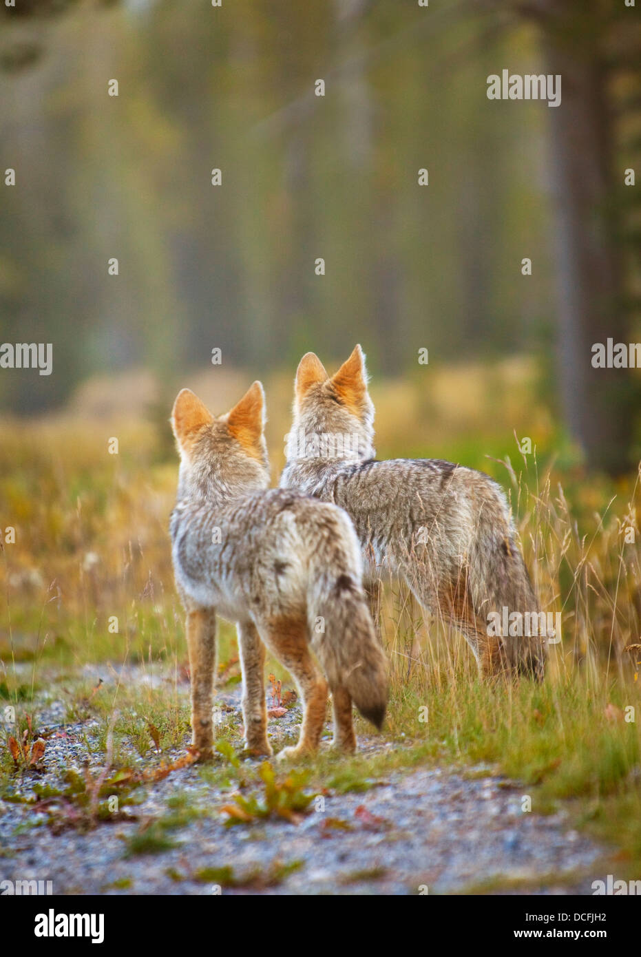 Two Coyotes (Canis Latrans); Canmore, Alberta, Canada Stock Photo - Alamy