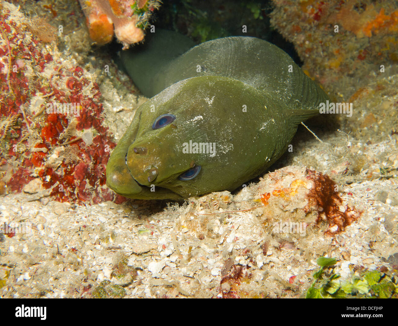 Green Moray (Gymnothorax funebris) on a tropical coral reef off the ...