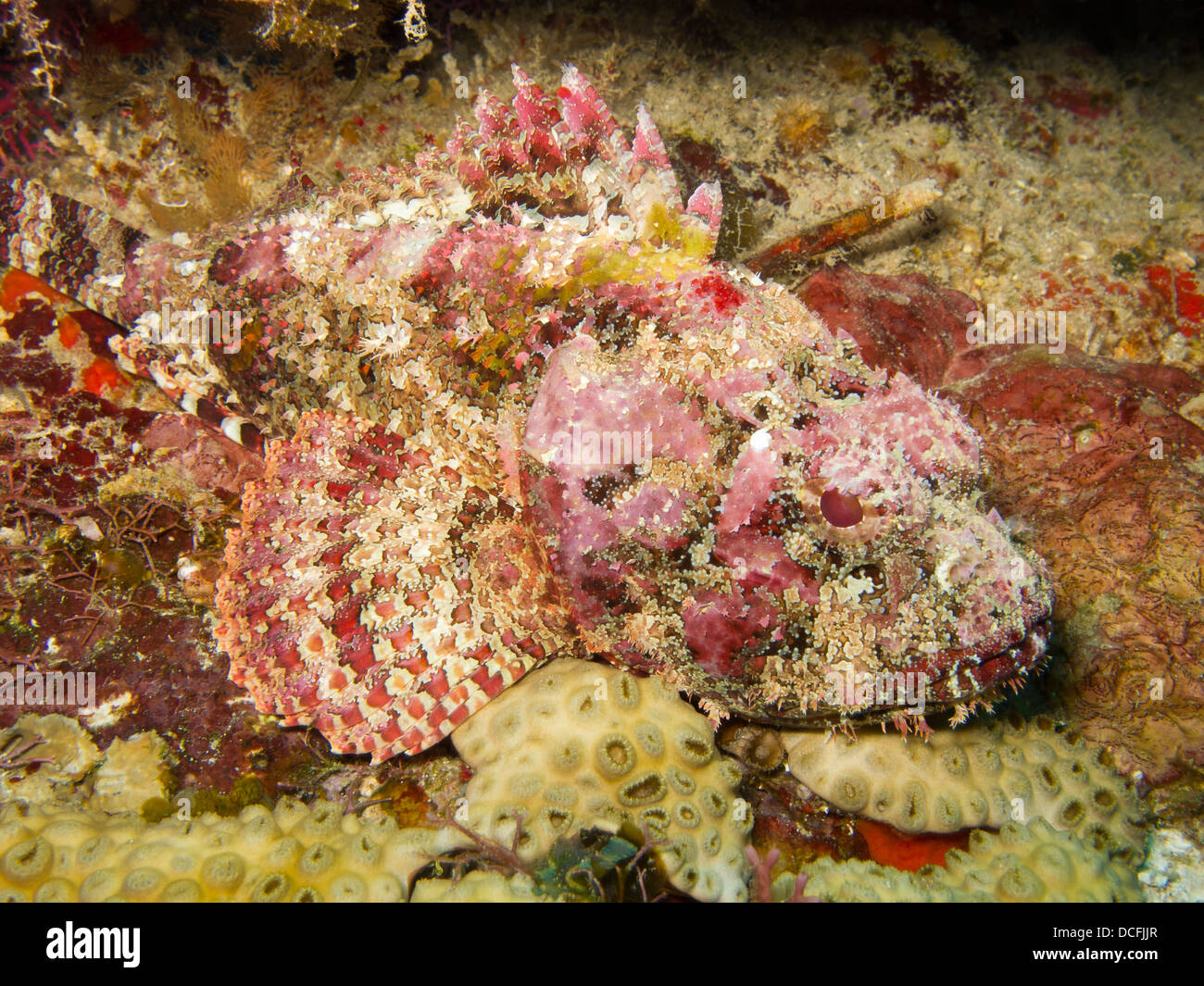 Spotted scorpionfish hi-res stock photography and images - Alamy