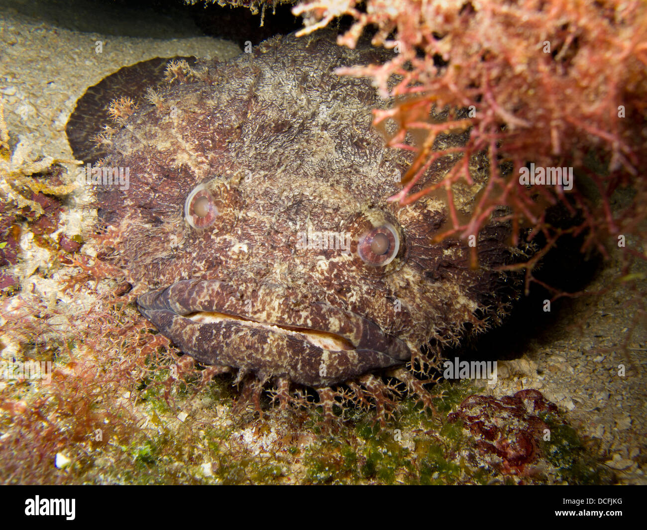 Coral toadfish hi-res stock photography and images - Alamy