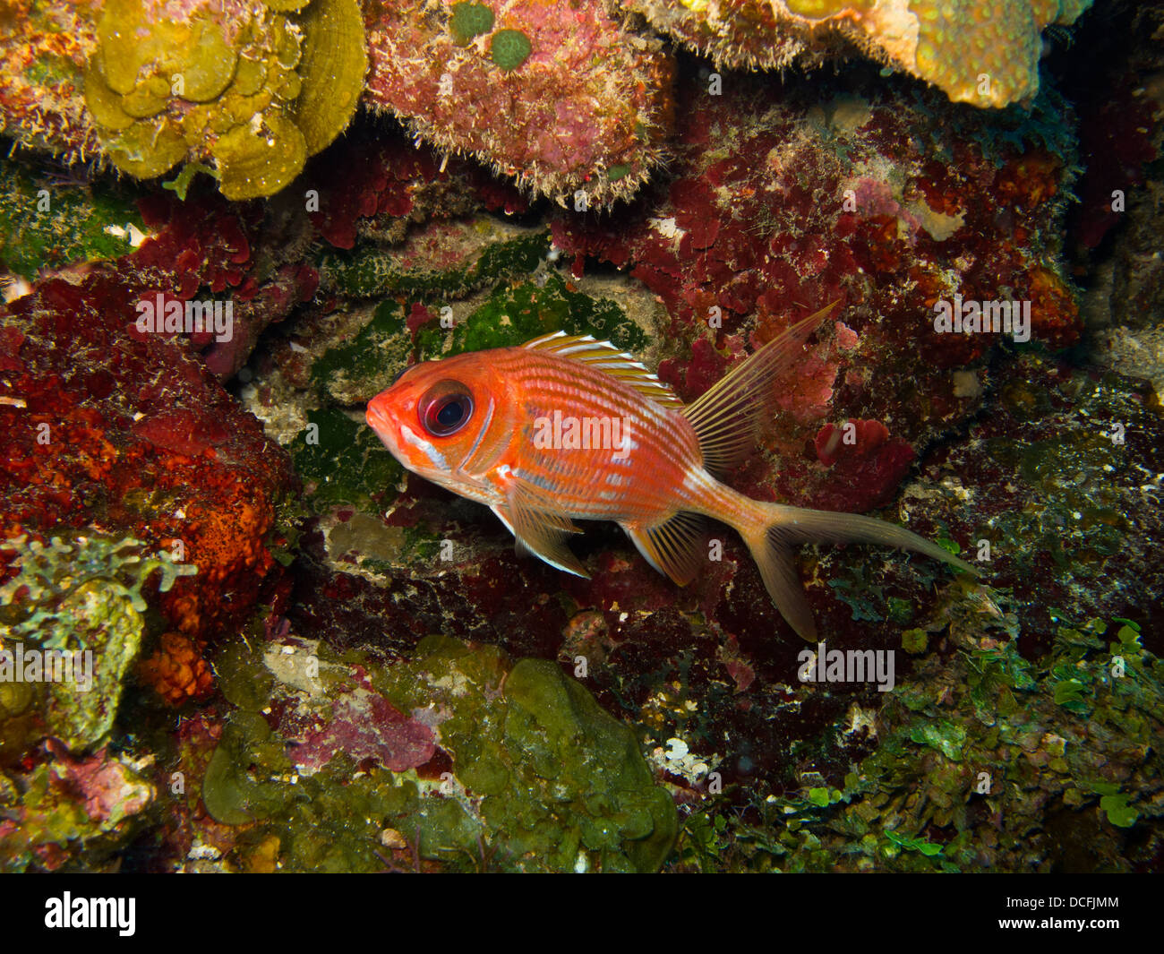 Longspine Squirrelfish (Holocentrus rufus) on a tropical coral reef off ...