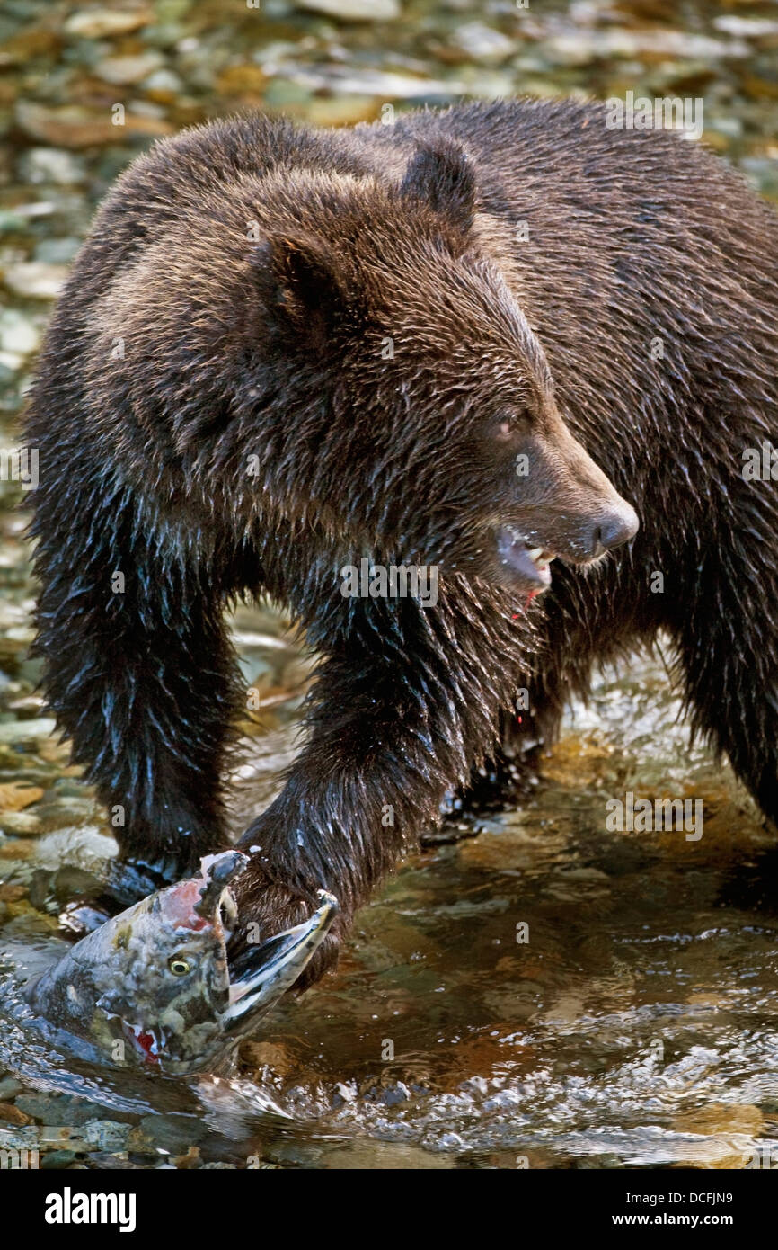 Grizzly Bear Biting Salmon; Hyder, Alaska, Usa Stock Photo - Alamy