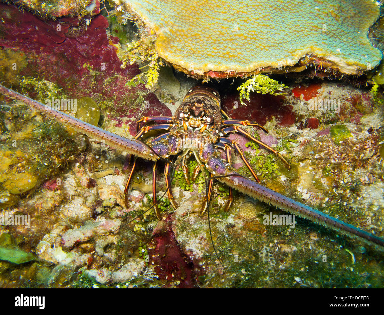 Coral Reef Lobster