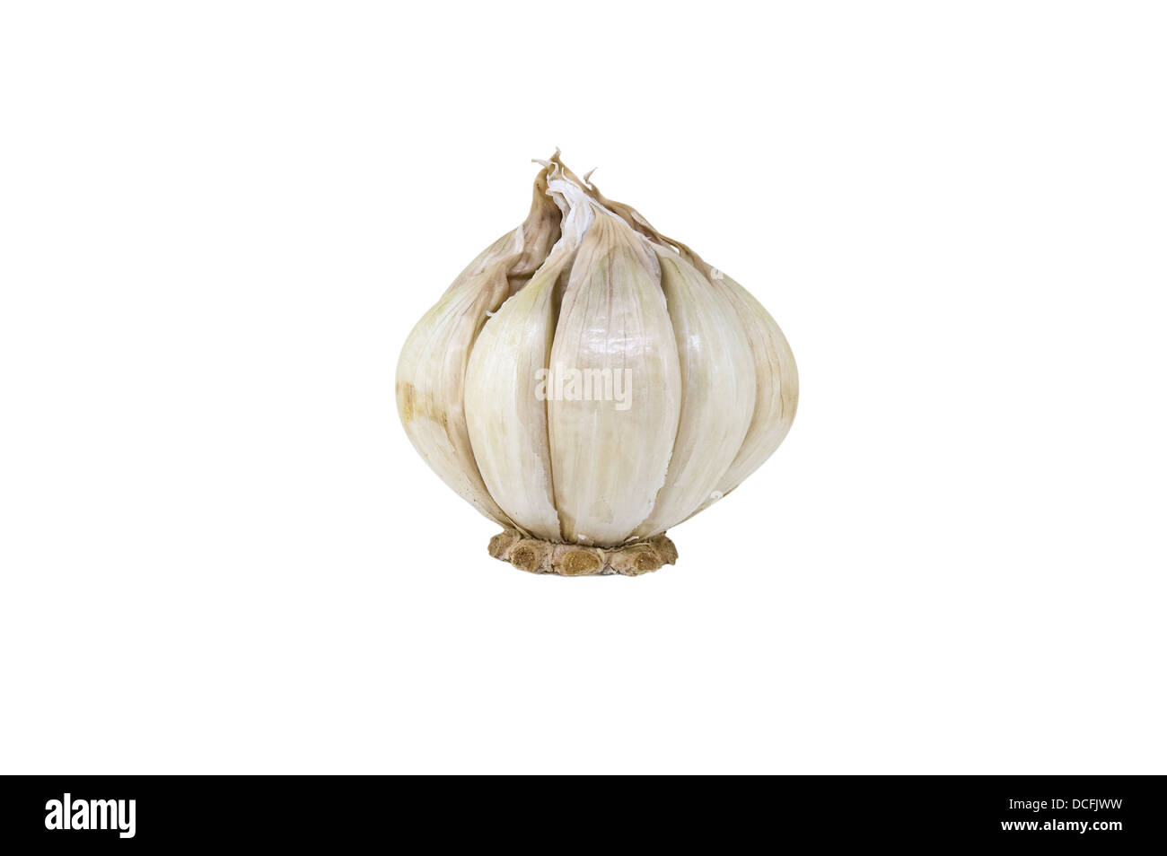 one garlic, isolated on a white background Stock Photo - Alamy