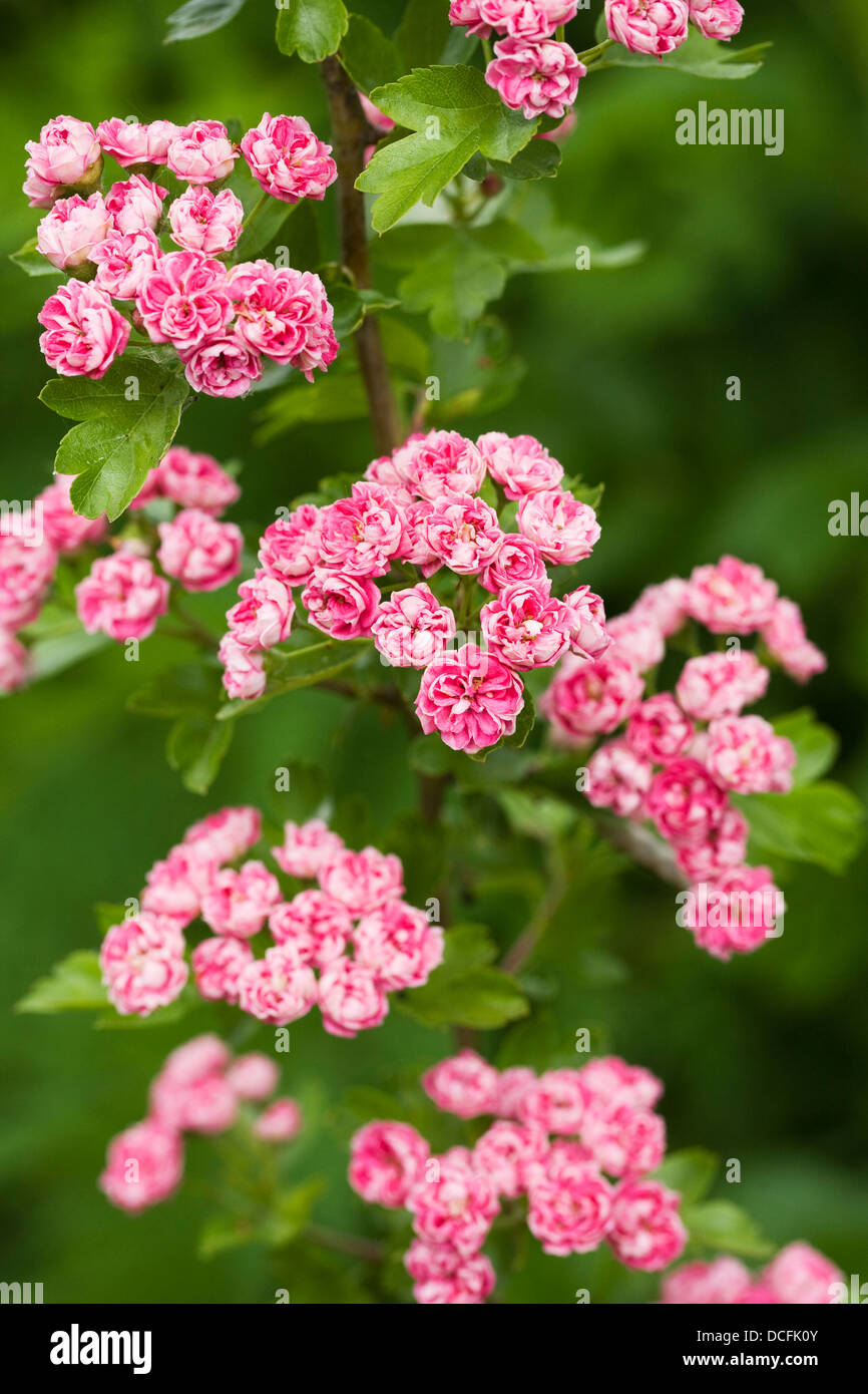 Crataegus laevigata 'Rosea Flore Pleno'. Double pink Hawthorn flowers ...