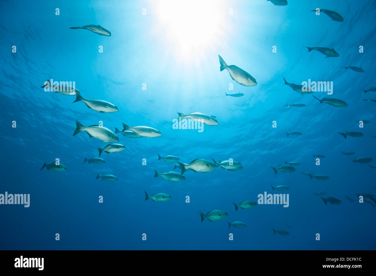 Chub (Kyphosus sp.), school over a tropical coral reef off the island ...