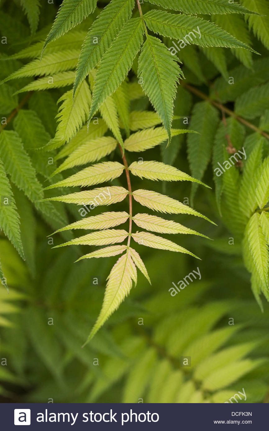 Sorbaria Sorbifolia High Resolution Stock Photography and Images - Alamy