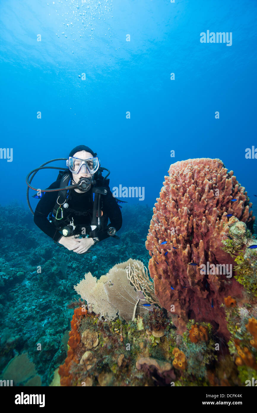 Scuba diver swimming by a Giant Barrel Sponge (Xestospongia muta) and ...