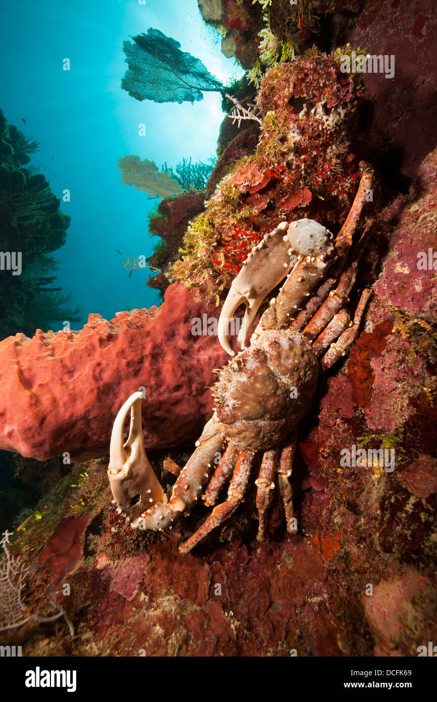 Channel Clinging Crab (Mithrax spinosissimus) on a tropical coral reef ...