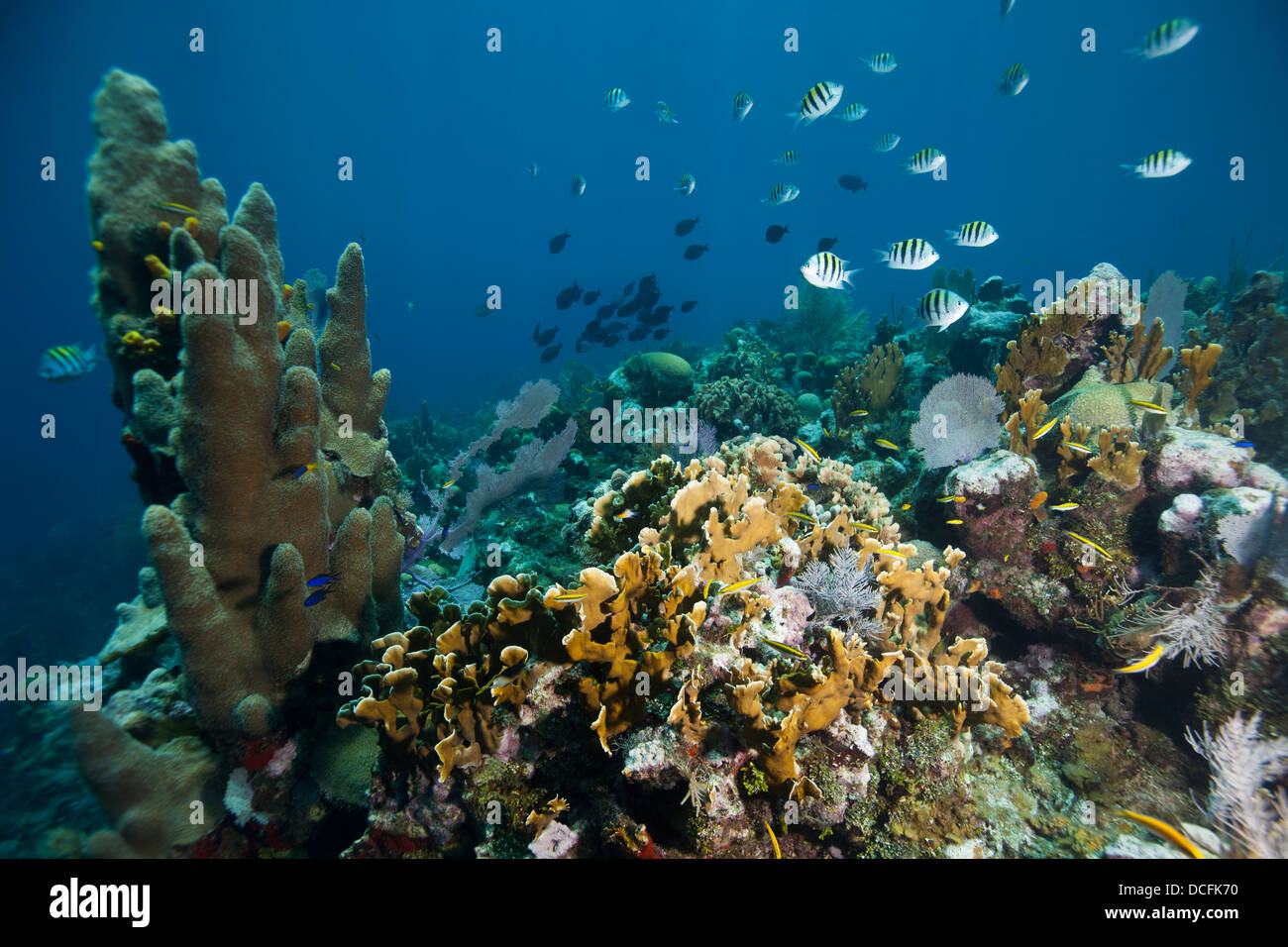 Sergeant Major (Abudefduf saxatilis) and other fish on a tropical coral ...
