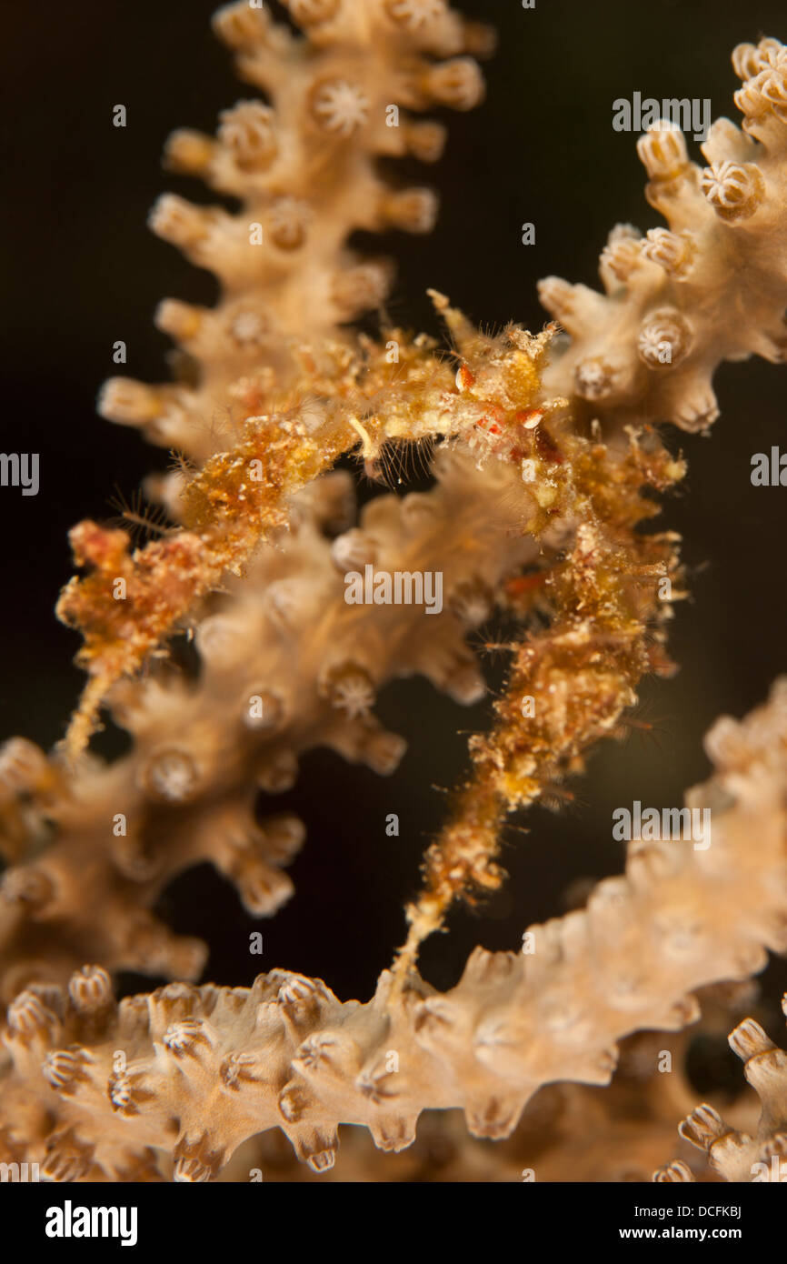 Neck Crab (Podochela spp.) on a tropical coral reef off the island of ...