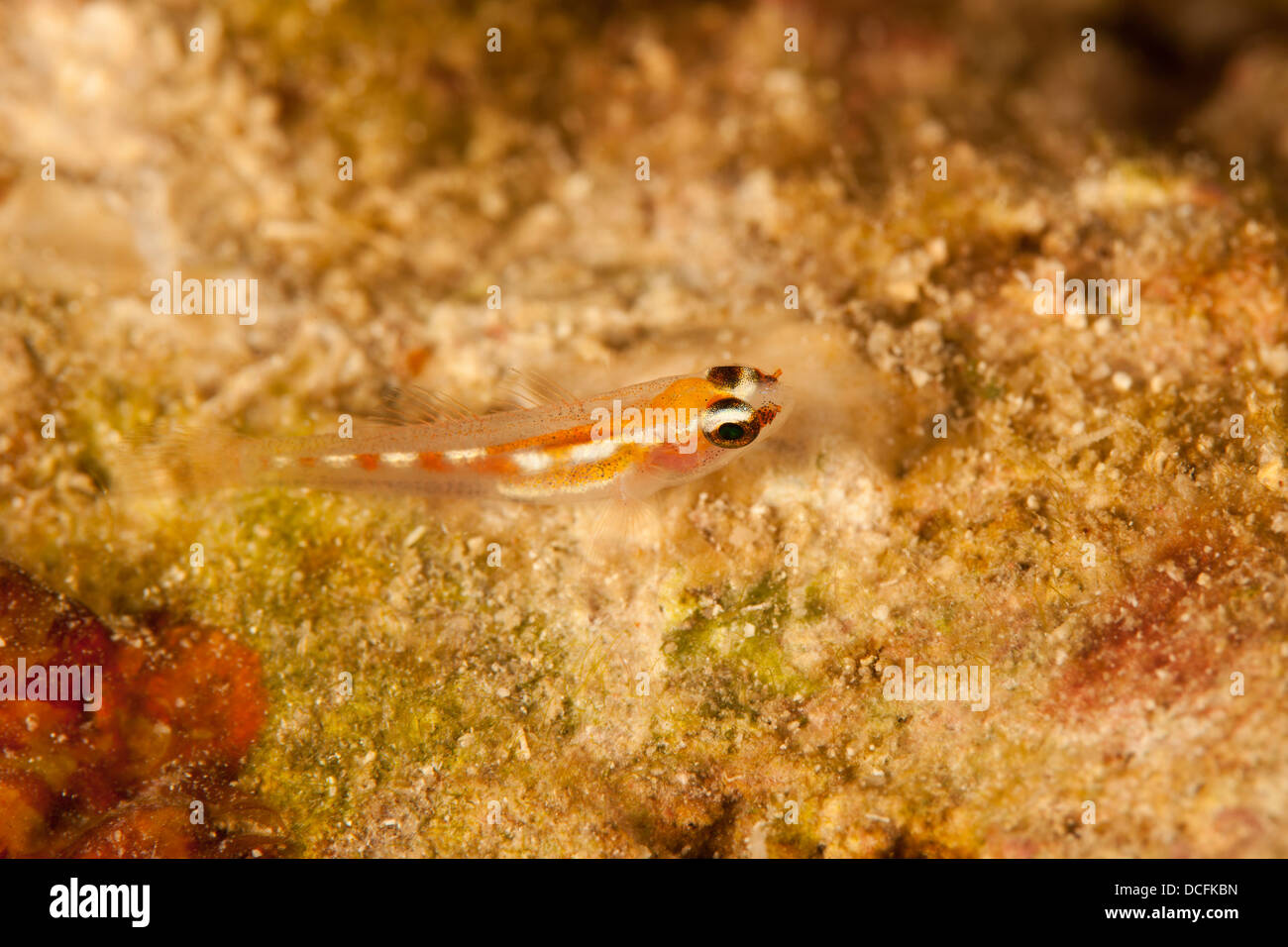 Masked/Glass Goby (Coryphopterus personatus/hyalinus) on a tropical ...