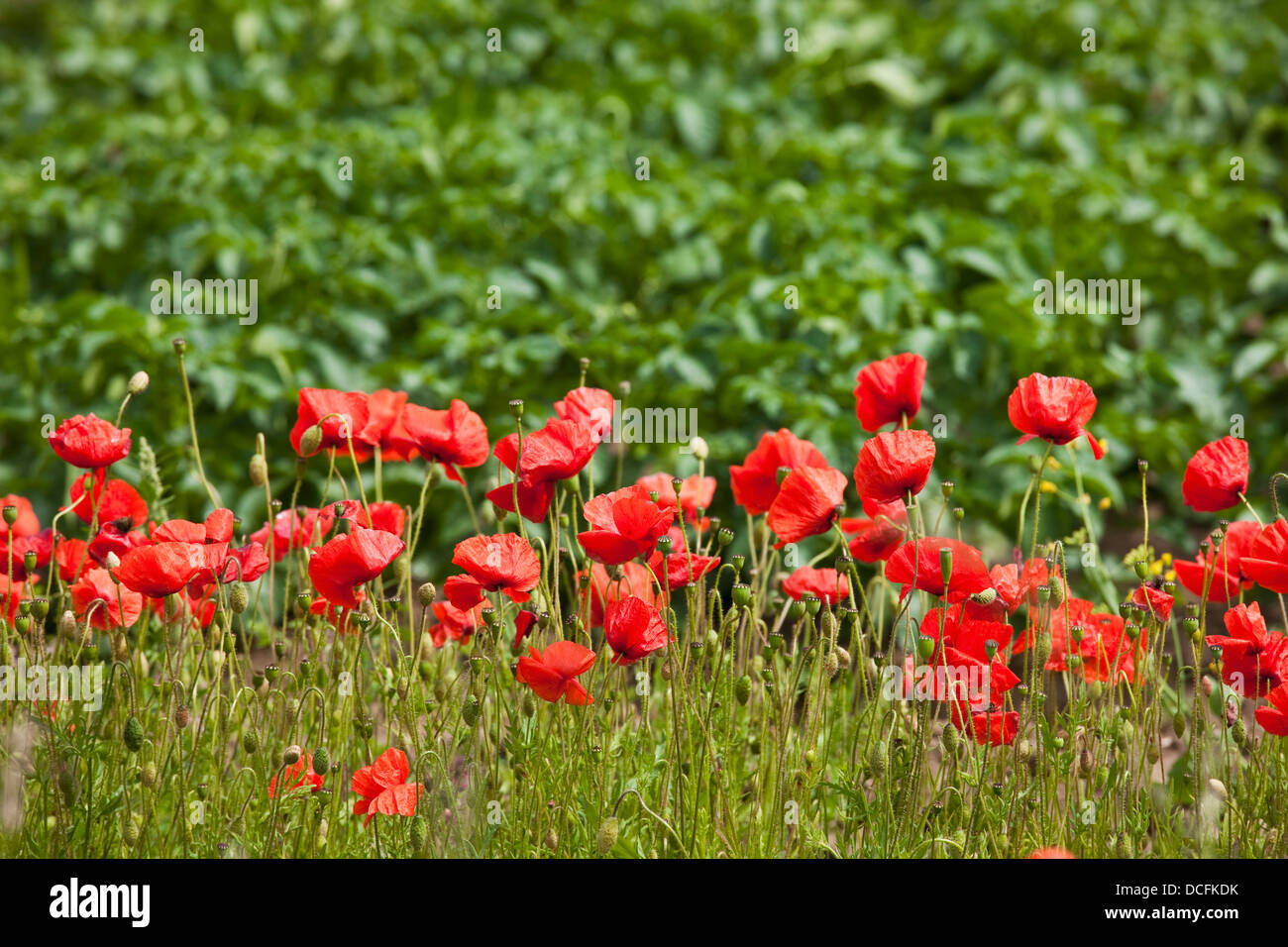 Red wildflowers hi-res stock photography and images - Alamy