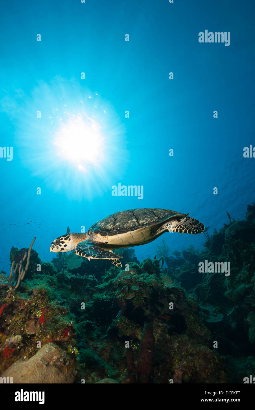 Atlantic Hawksbill Turtle (Eretmochelys imbricata imbricata) swimming ...
