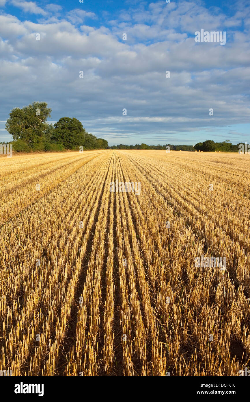 Patterns and textures of stubble rows in a newly cut summer wheat field ...
