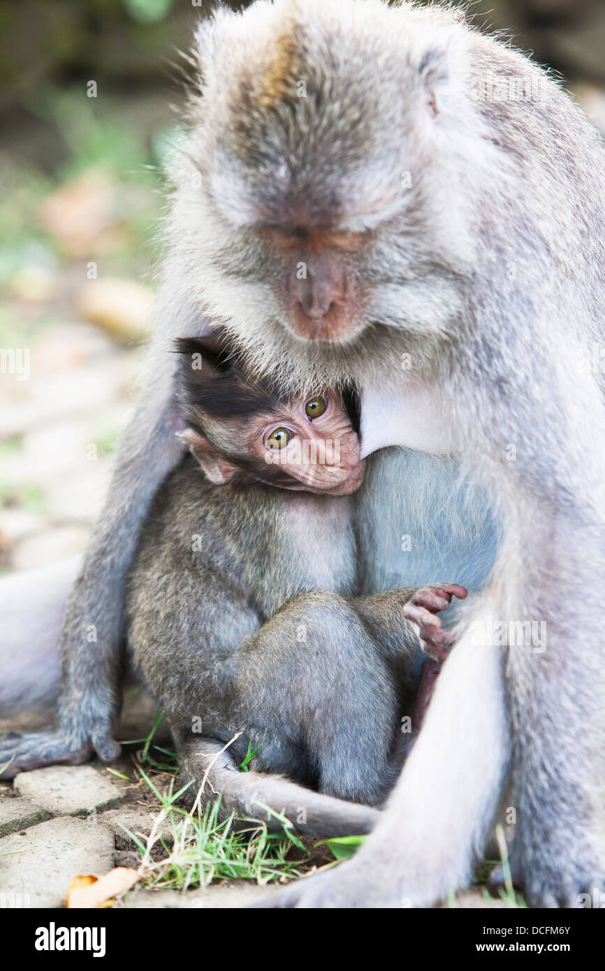 Baby Monkey With Mother In Sacred Monkey Forest, Ubud, Bali, Indonesia ...